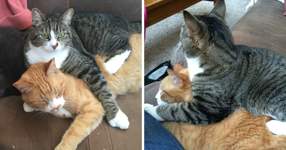 My Cat Has Some Serious Boundary Issues | Bored Panda
