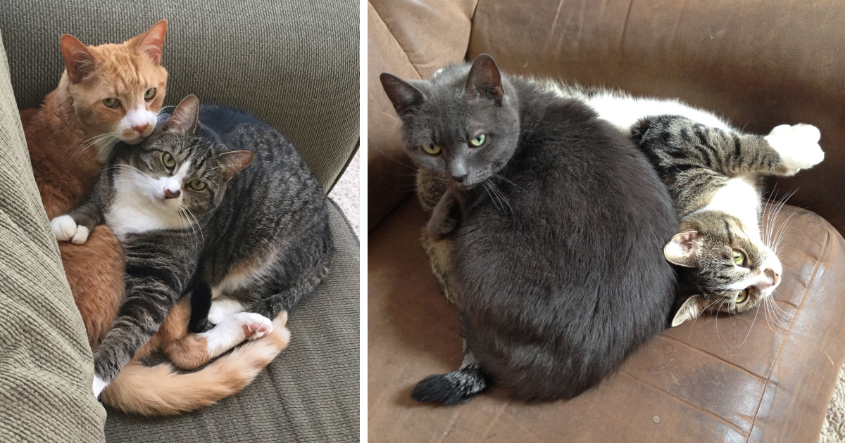 My Cat Continues To Be The Most Invasive Cat | Bored Panda