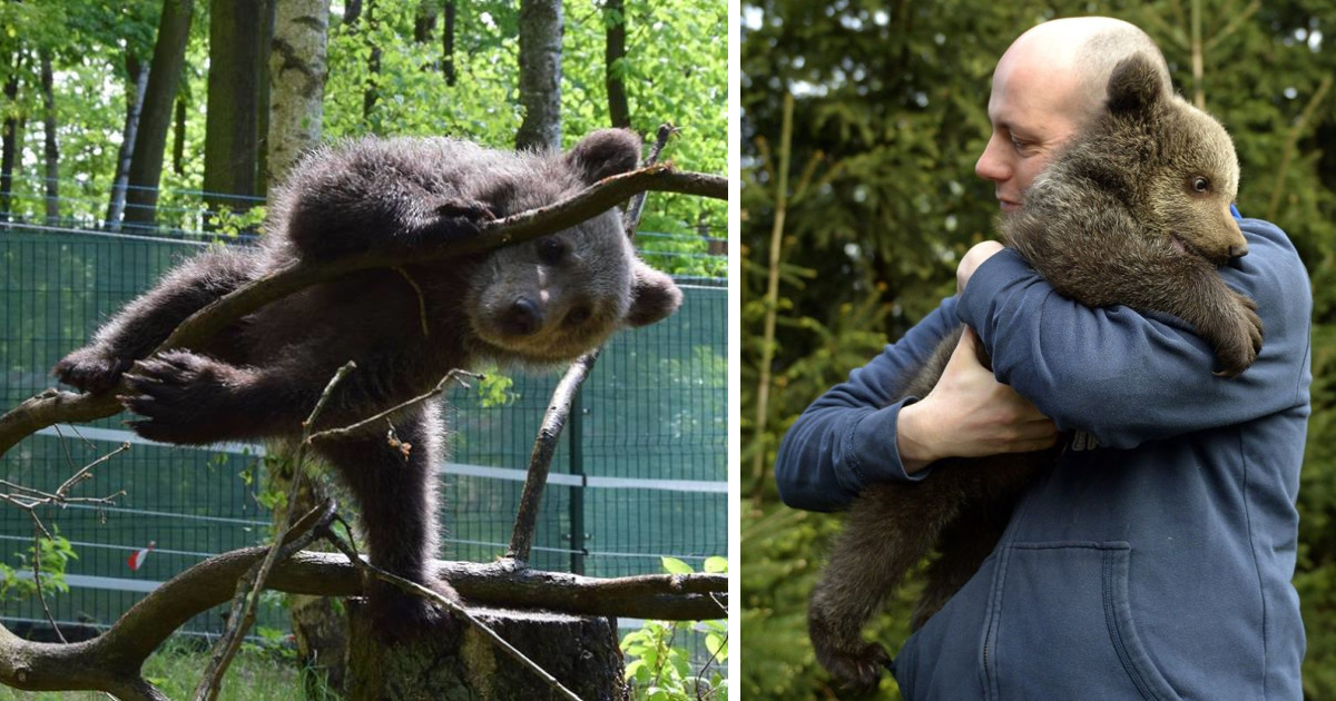 Story About Little Bear And People With Big Hearts | Bored Panda