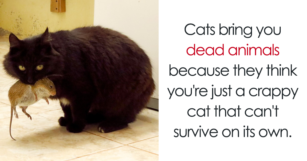 Cat Facts Cats Cat Facts Crazy Cats 48 OFF Cat Facts Cats Cat Facts Crazy Cats 48 OFF