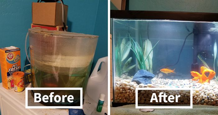 Owner Hasn’t Cleaned This Goldfish’s Aquarium For 1,5 Years, So This ...