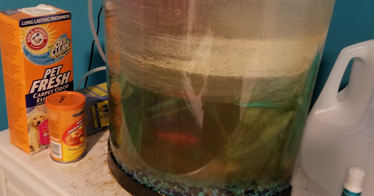 Owner Hasn’t Cleaned This Goldfish’s Aquarium For 1,5 Years, So This ...
