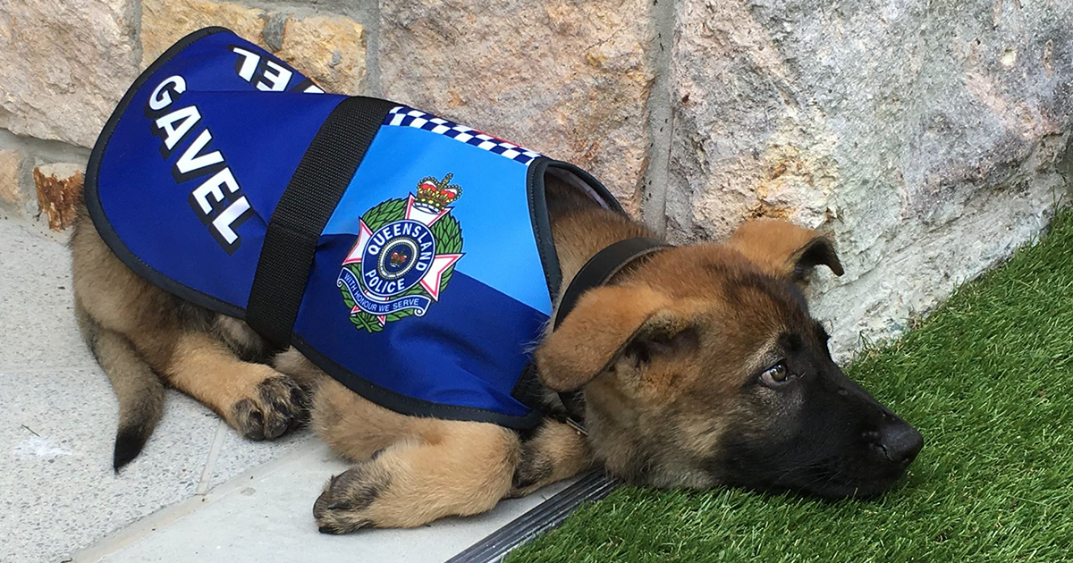 Police Dog Gets Fired For Being Too Friendly, Later Receives An Even ...