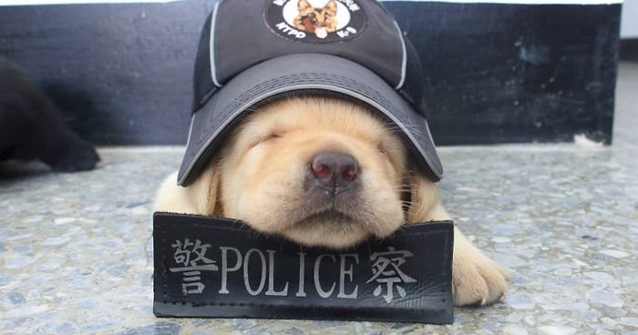 Police Recruits New Puppies, And The Internet Is Having Serious ...