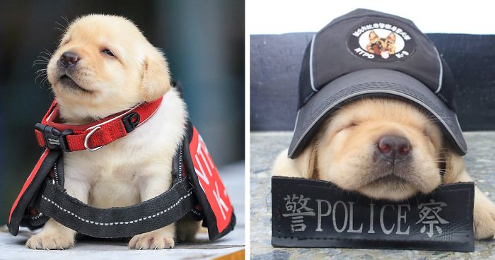 Police Recruits New Puppies, And The Internet Is Having Serious ...