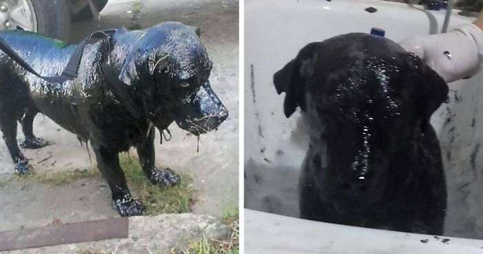 Two Boys Rescue A Dog All Covered In Tar, And Now He Looks As Good As ...