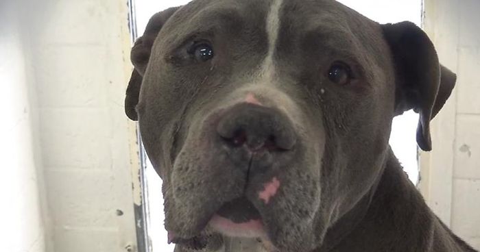 Heartbroken Pit Bull Cries After His Family Leaves Him In A Shelter ...