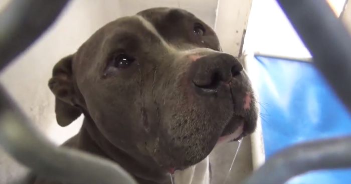 Heartbroken Pit Bull Cries After His Family Leaves Him In A Shelter ...