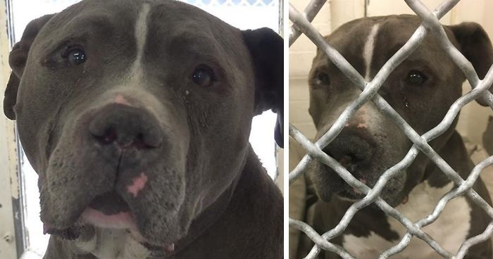 Heartbroken Pit Bull Cries After His Family Leaves Him In A Shelter ...