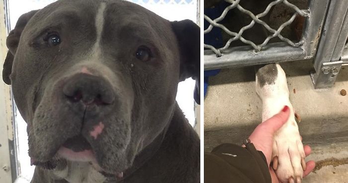 Heartbroken Pit Bull Cries After His Family Leaves Him In A Shelter ...