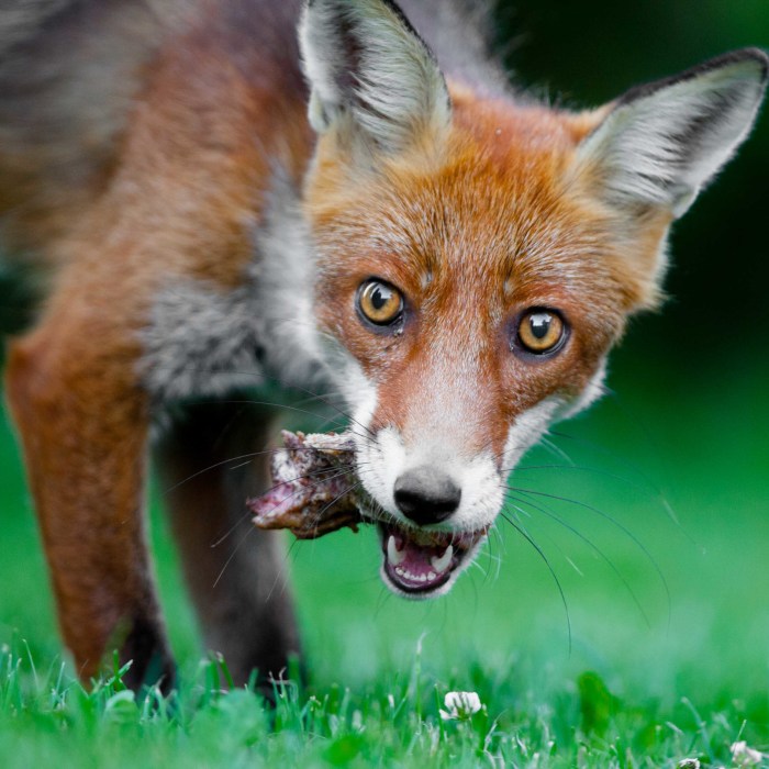 [BORE PANDA ANIMAL] : http://www.boredpanda.com/category/animals/