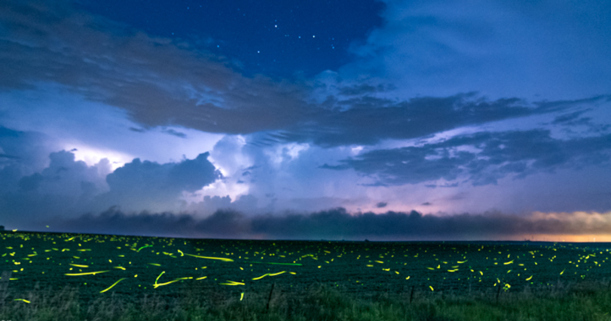 Lightning And Fireflies Time Lapse | Bored Panda