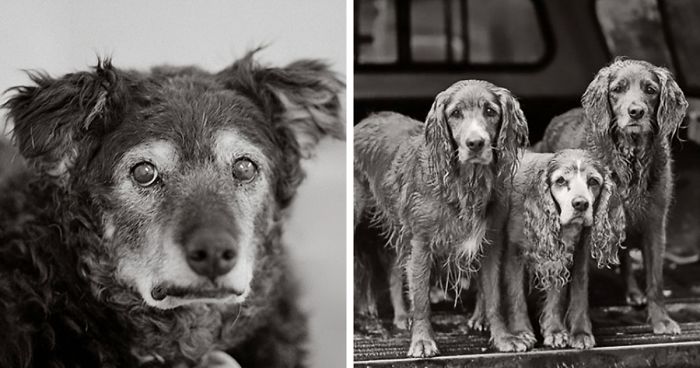 125 Old Souls Of Elderly Dogs Captured By Nancy LeVine | Bored Panda