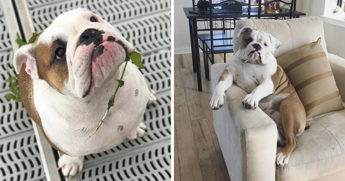 Meet Walter – An English Bulldog Who Likes To Sit Like A Human In His ...