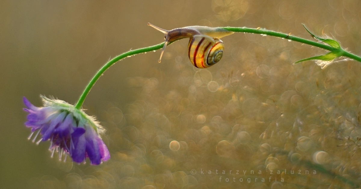 I Photograph Snails In Summer | Bored Panda