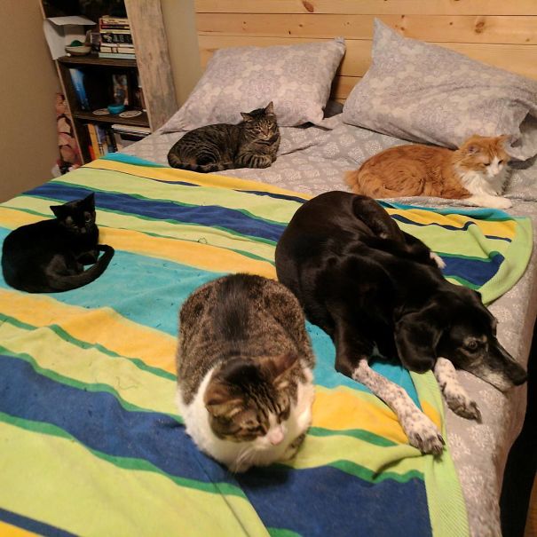 Pet Owners Who Have 3 Or More Pets Are Sharing Their Pics, And It’s ...