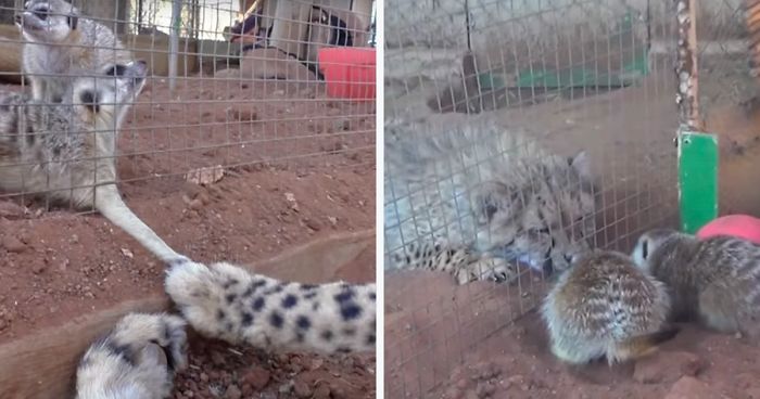 Meerkat Attacks Cheetah, Cheetah Mistakes It For Grooming And Starts To ...