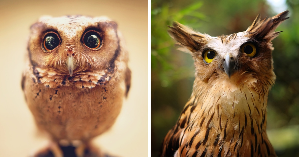Photographer Captures The Hypnotising Beauty Of Owls In 30 Striking ...