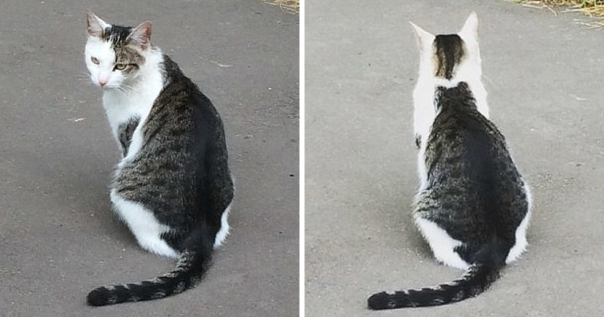 Cat With A Cat On His Back Goes Viral In Japan | Bored Panda