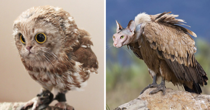 68 Unusual Cat And Bird Hybrids Bred In Photoshop (Add Yours) | Bored Panda