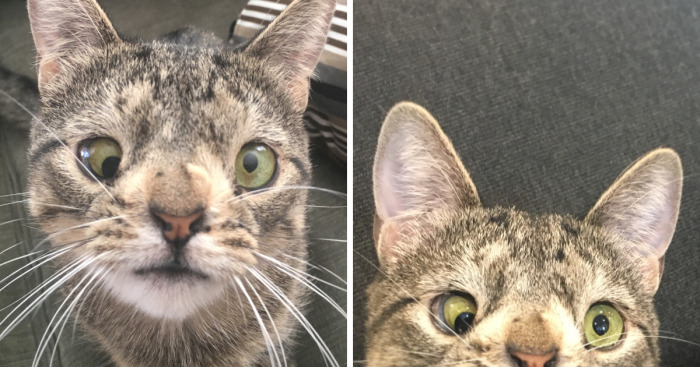 Meet The Cat With An Extra Chromosome Put On Death Row Because She ...