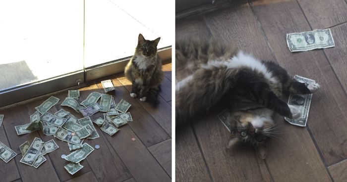 This Rescue Cat Is Stealing Money From Strangers And It All Goes To ...