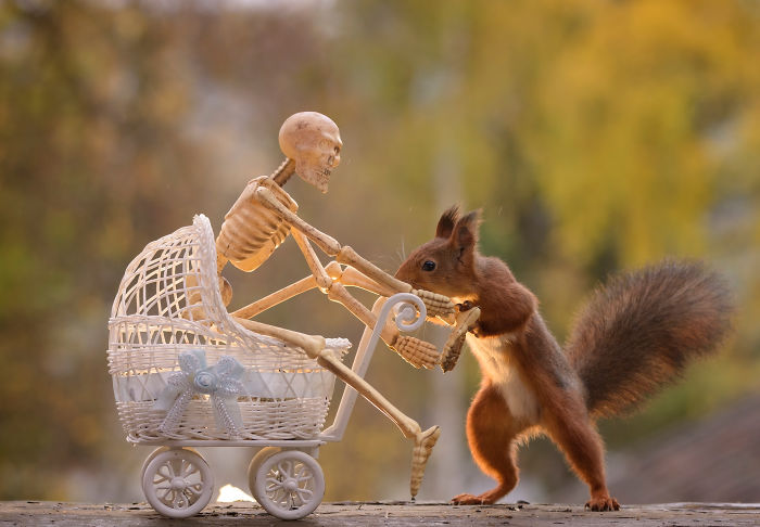 Here’s How Squirrels Celebrate Halloween | Bored Panda