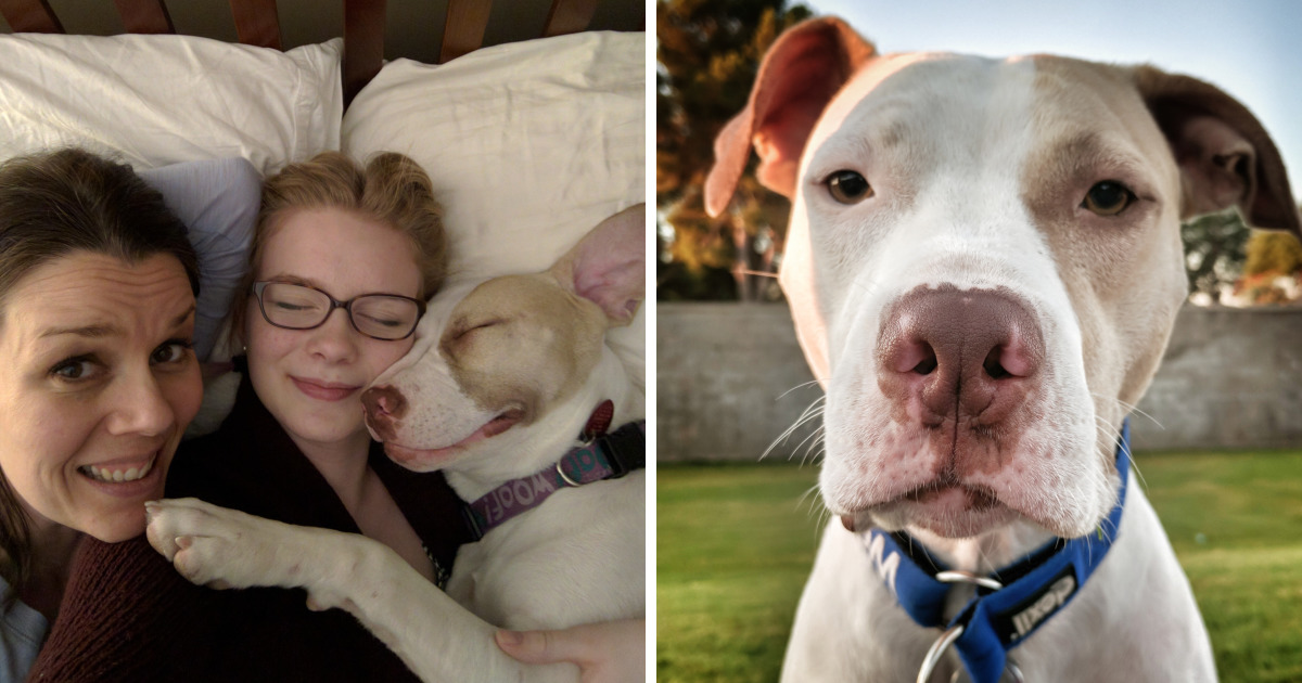 Breast Cancer Survivor And Pit Bull Start Hunger Strike To Raise ...