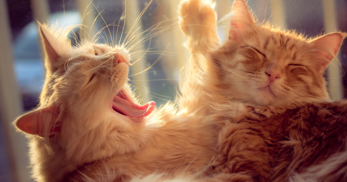 Following The Lives Of My Two Brother Cats For 6 Years | Bored Panda