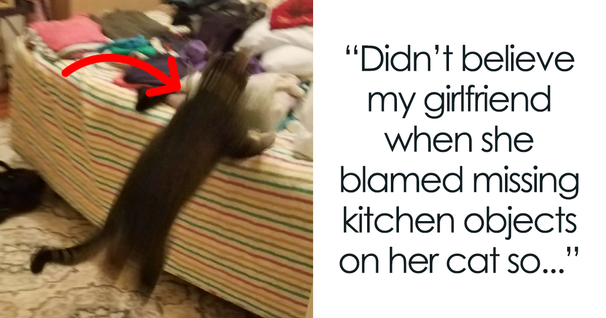 Boyfriend Doesn’t Believe His GF Who Blames Cat For Missing Kitchen ...