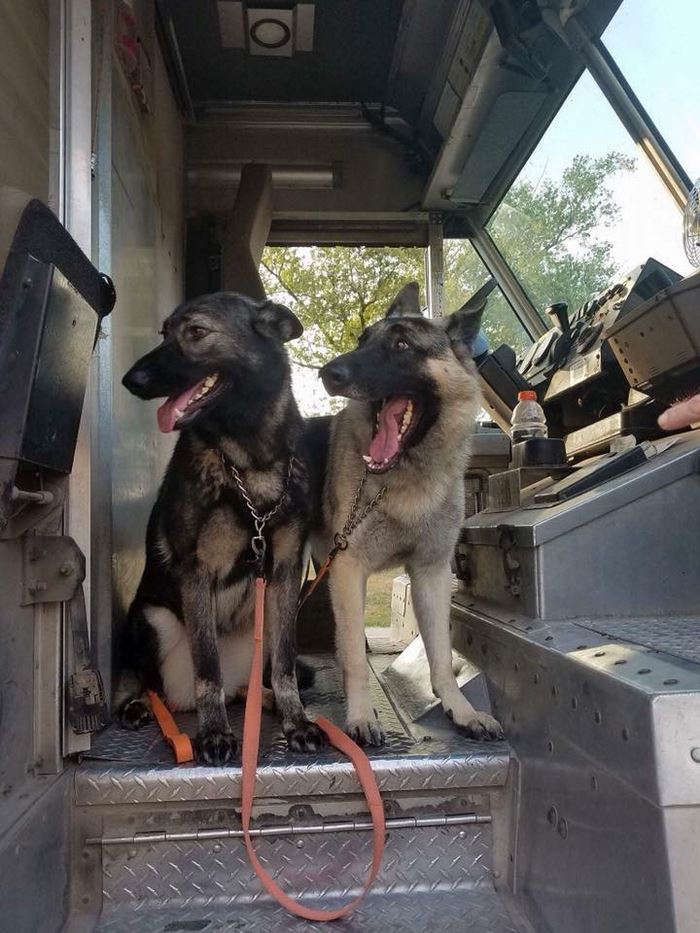 UPS Drivers Have A Special Facebook Group Where They Post About Dogs ...