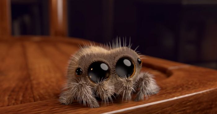 Meet Lucas, The Most Adorable Spider That Will Cure Your Arachnophobia ...