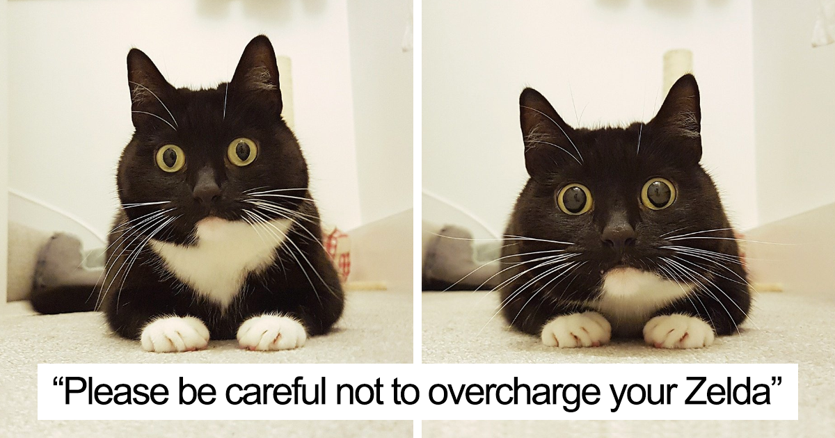 73 Funny Tweets By Curious Zelda That Will Instantly Make Your Day ...