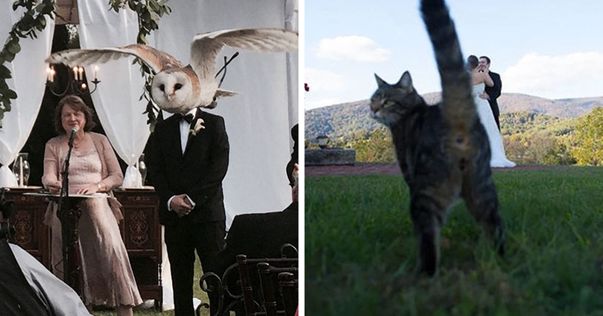 50+ Of The Most Epic Wedding Photobombs Ever | Bored Panda