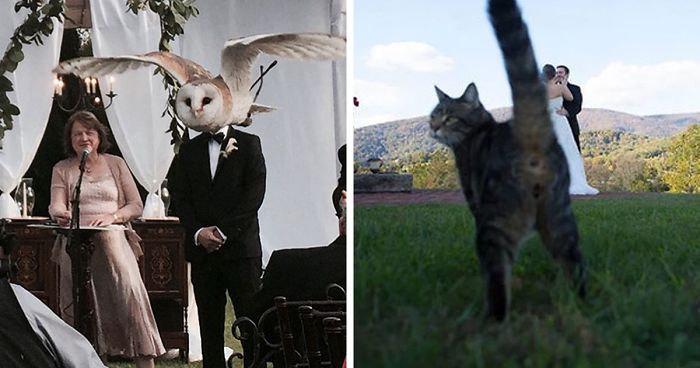 50+ Of The Most Epic Wedding Photobombs Ever | Bored Panda