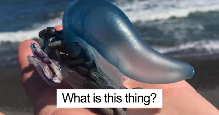 50+ Times People Asked The Internet To Explain Mysterious Things, And ...