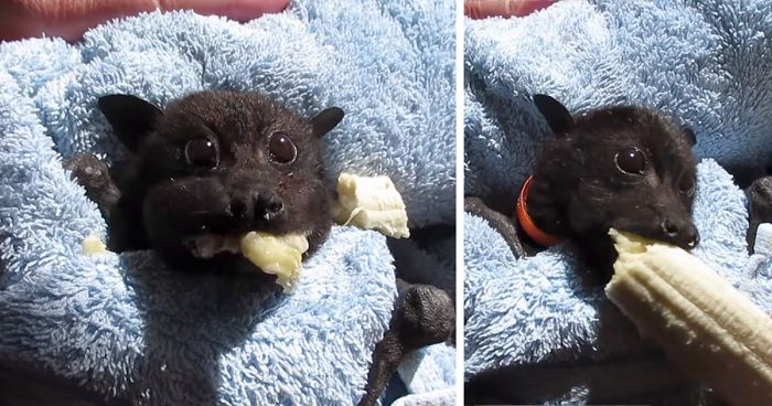 Rescued Baby Bat Stuffs Her Cheeks With Banana After Being Hit By Car ...