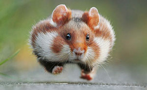 Artist Transforms Babies’ Head-Shaping Helmets Into Beautiful Art ...