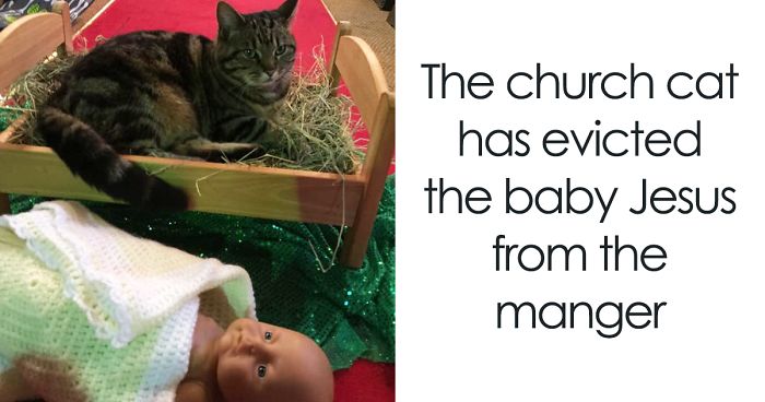 20+ Times Cats Crashed Nativity Scenes And Didn’t Even Feel Sorry ...