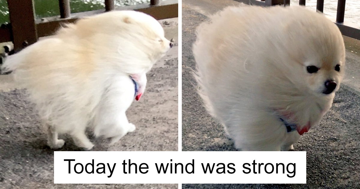 60+ Hilarious Dog Snapchats That Are Impawsible Not To Laugh At (Part 4 ...
