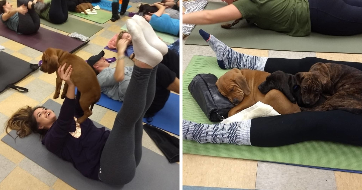Puppy Pilates, The Training Trend That Will Leave You Wanting To Enroll ...