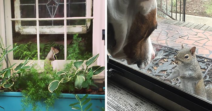 Even After 8 Years, This Squirrel Keeps Coming Back To Visit The Family ...
