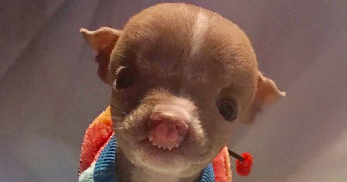 This Tiny Pit Bull Is Defying All Odds After Being Born A Little Bit ...