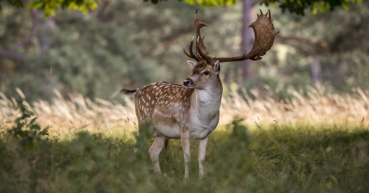 I Photographed Deer At The Dublin Phoenix Park | Bored Panda