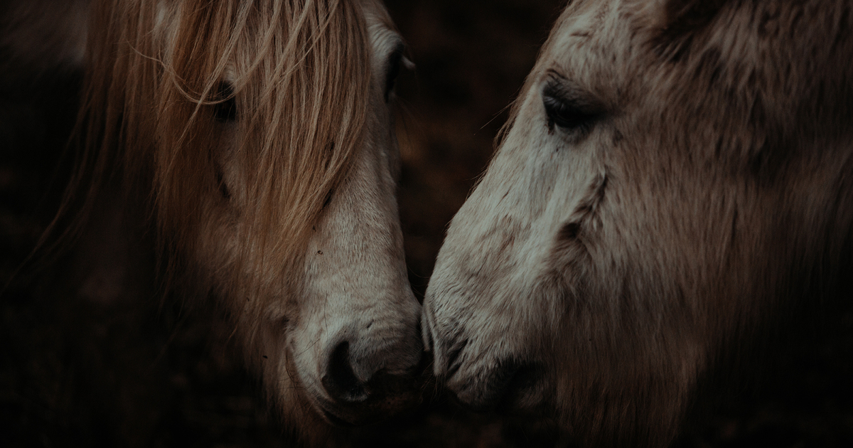 In Scotland I Met Mystical Highland Ponies Who Seemed Like Ghosts ...