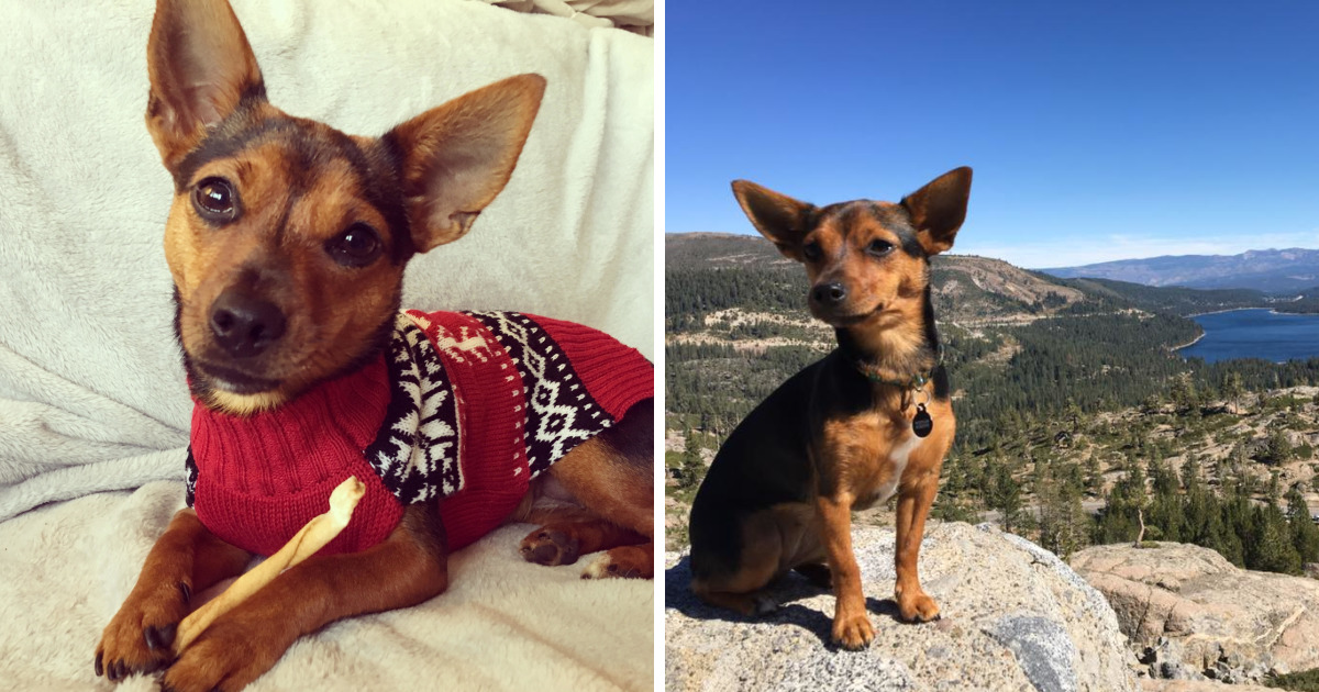 Dora Dog The Explorer | Bored Panda