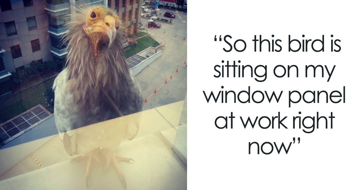 Bird Window Memes Seagull Suncatcher Window Hanging, Funny Seagull