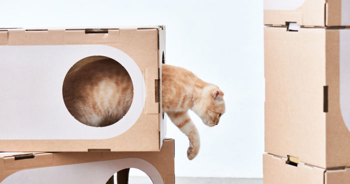 Architect Couple Turns Cardboard Boxes Into Stackable Cat Fort, And ...