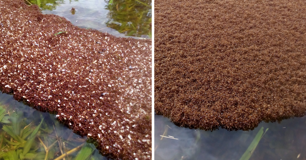 Ants Formed Hanged To Survive Floods | Bored Panda