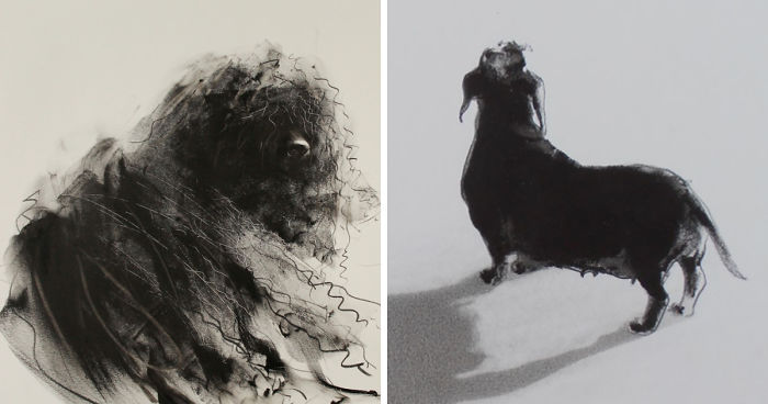 Gloomy Dog